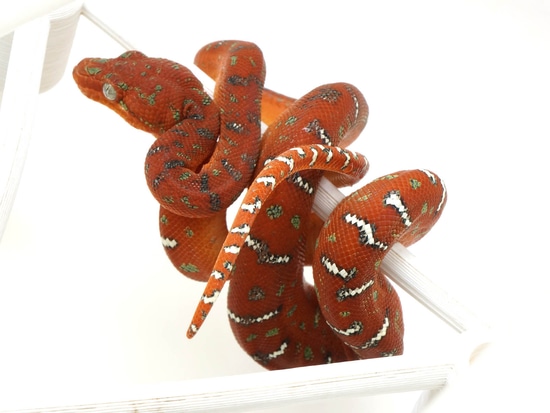 Captive Bred Northern Emerald Tree Boa by New England Reptile Distributors