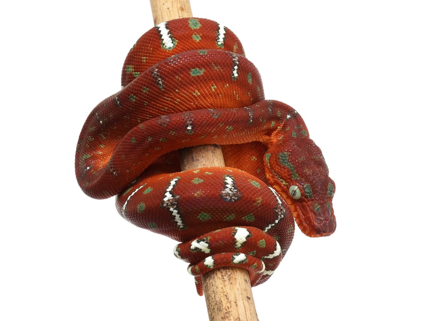 Captive Bred Northern Emerald Tree Boa by New England Reptile ...