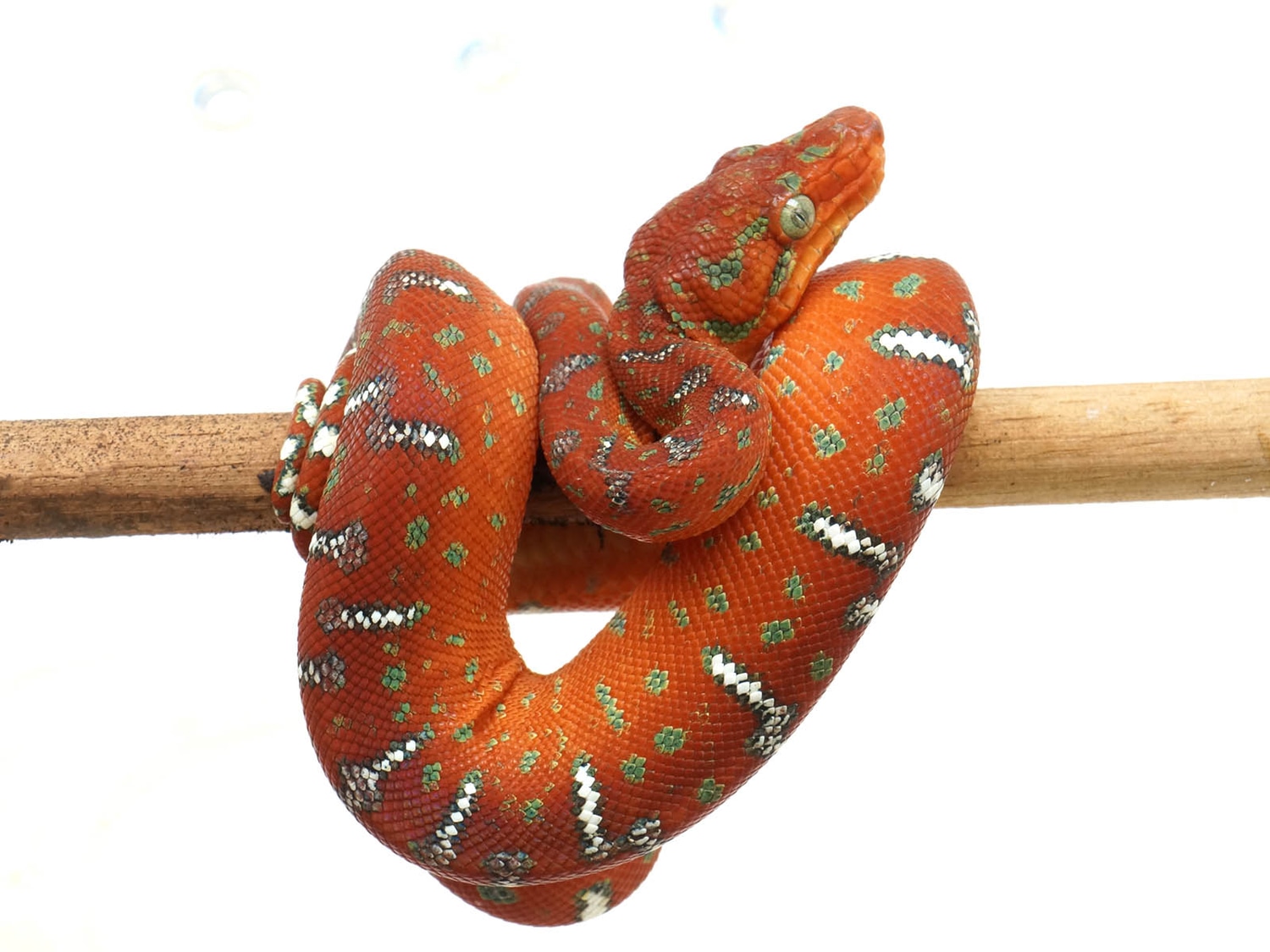 Captive Bred Northern Emerald Tree Boa by New England Reptile ...