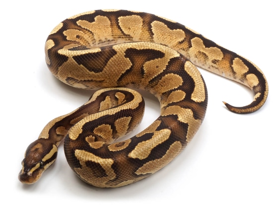Lucifer Yellowbelly Fader Ball Python by New England Reptile Distributors