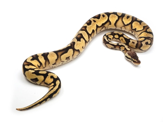 Bald Pastel Yellowbelly Fader Ball Python by New England Reptile ...