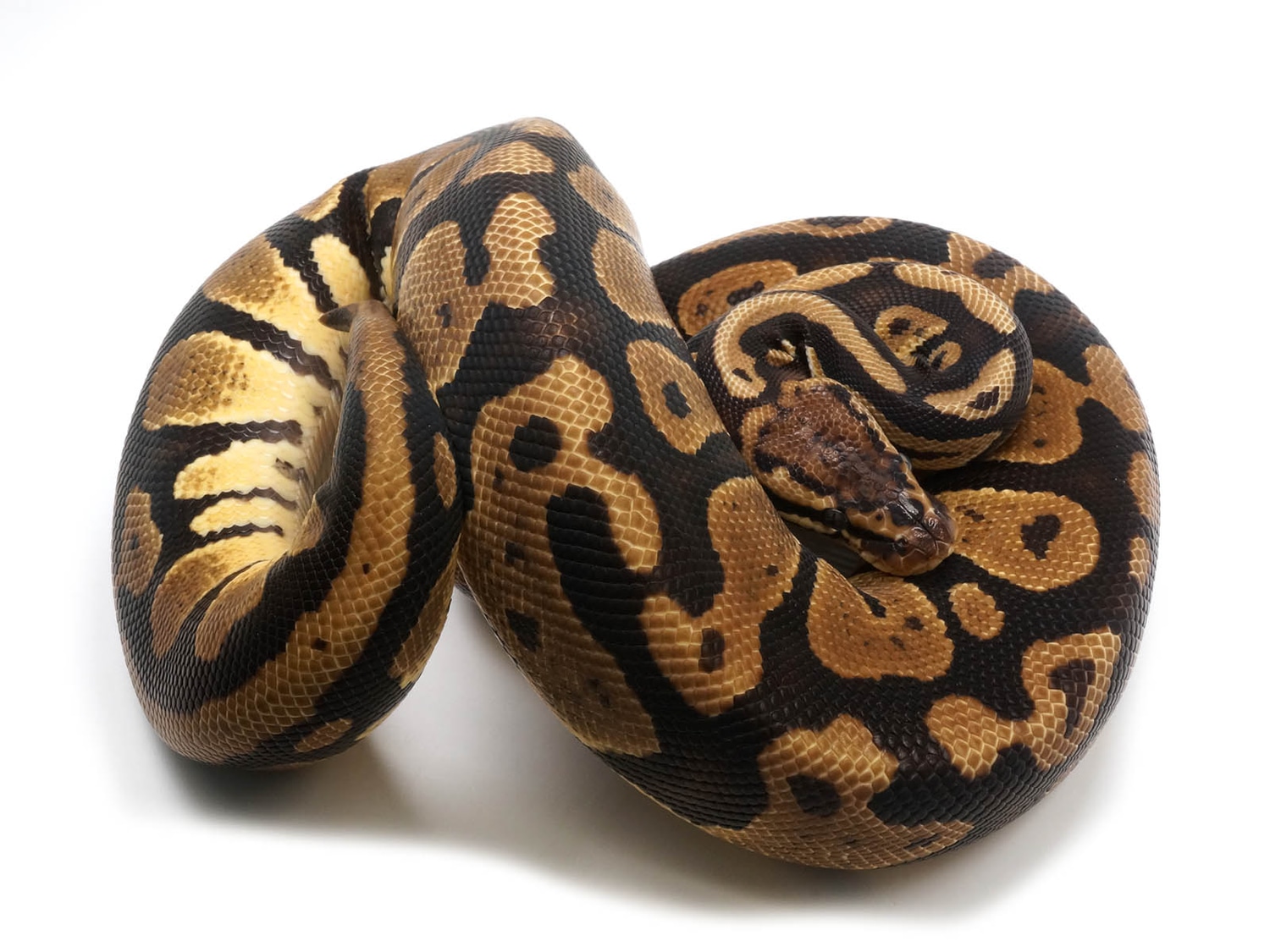 Pastel Confusion Ball Python by New England Reptile Distributors ...