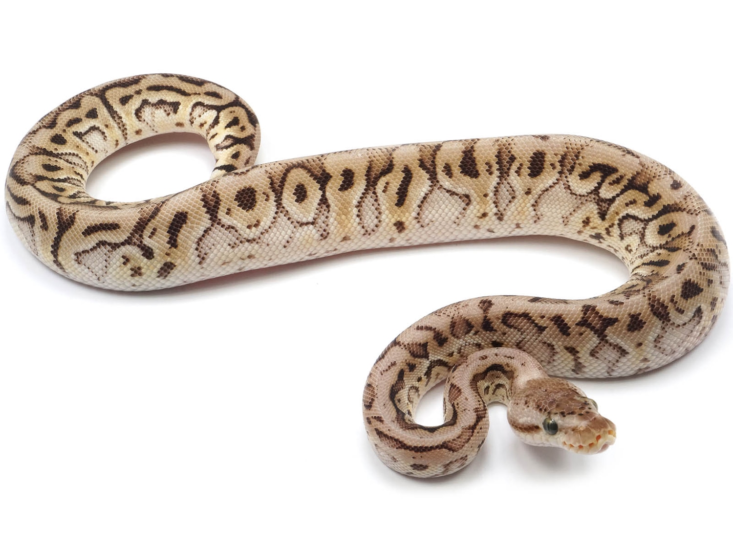 Super Pastel Crypton Hidden Gene Woma Possible Yellowbelly Possible Het ...