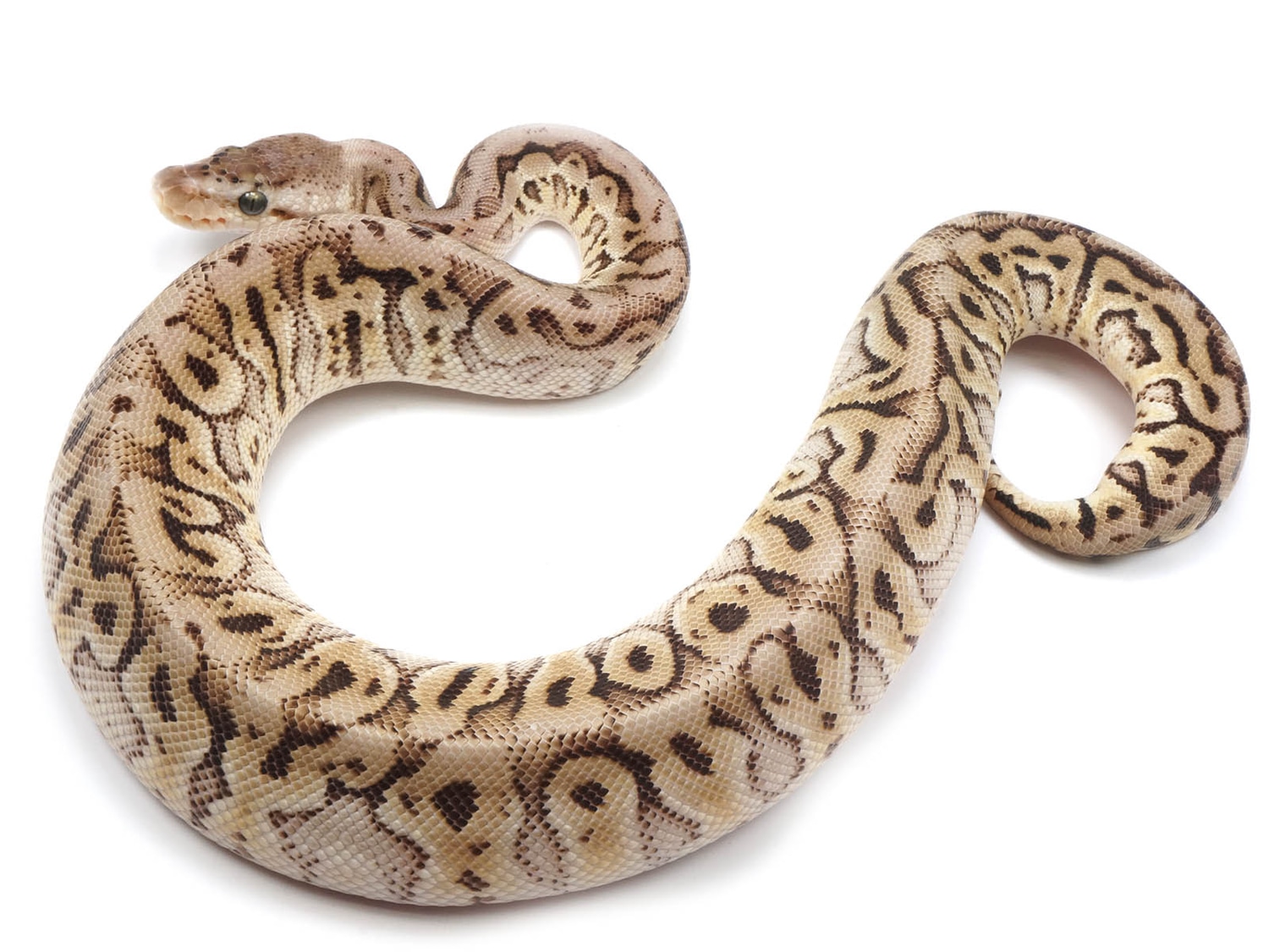 Super Pastel Crypton Hidden Gene Woma Possible Yellowbelly Possible Het ...