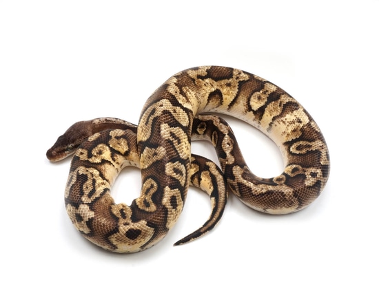 Inferno Fader Fire Ball Python by NERD