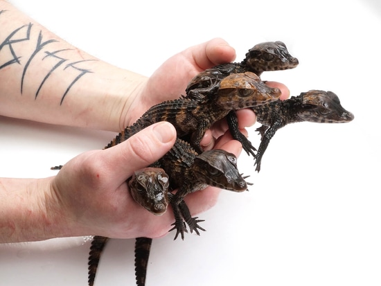 Captive Hatched Cuvier's Dwarf Caiman by New England Reptile Distributors