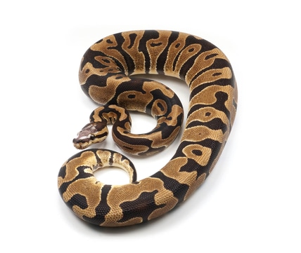 Super Pastel Pinstripe Desert Ghost Poss Het Clown Poss Het Ghost Ball ...