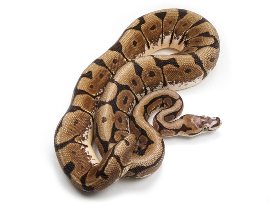 Spider Microscale Ball Python by NERD
