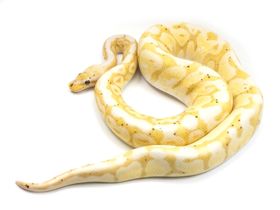 Coral Glow Pastel Hidden Gene Woma Granite Calico Ball Python by NERD