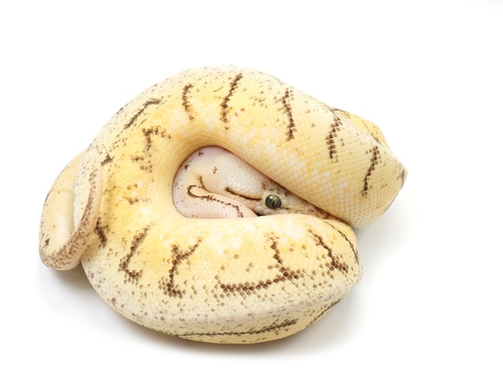 Bumblebee Pinstripe Ball Python by NERD