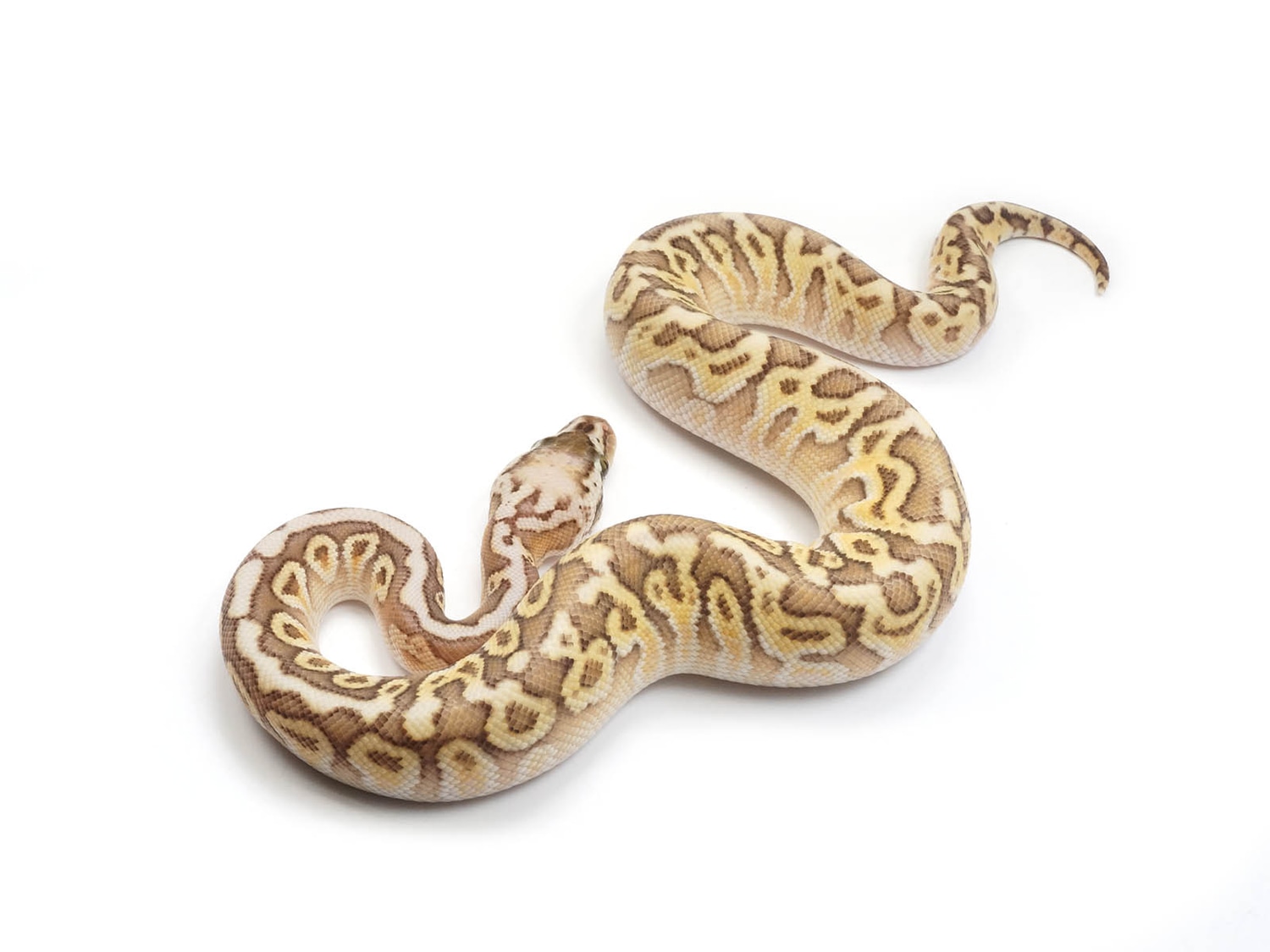 Inferno Special Ball Python by New England Reptile Distributors ...