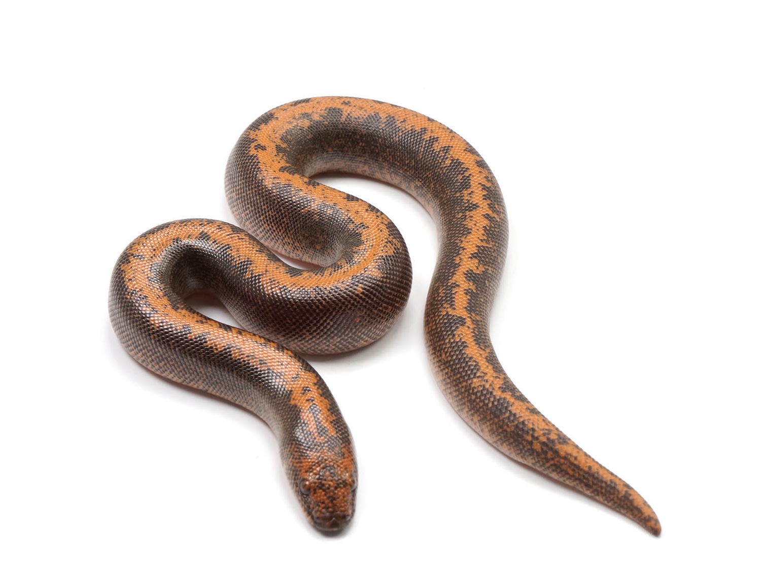 Striped Kenyan Sand Boa by New England Reptile Distributors - MorphMarket