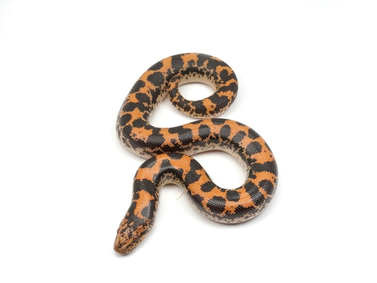 Spotted/Normal Kenyan Sand Boa by New England Reptile Distributors