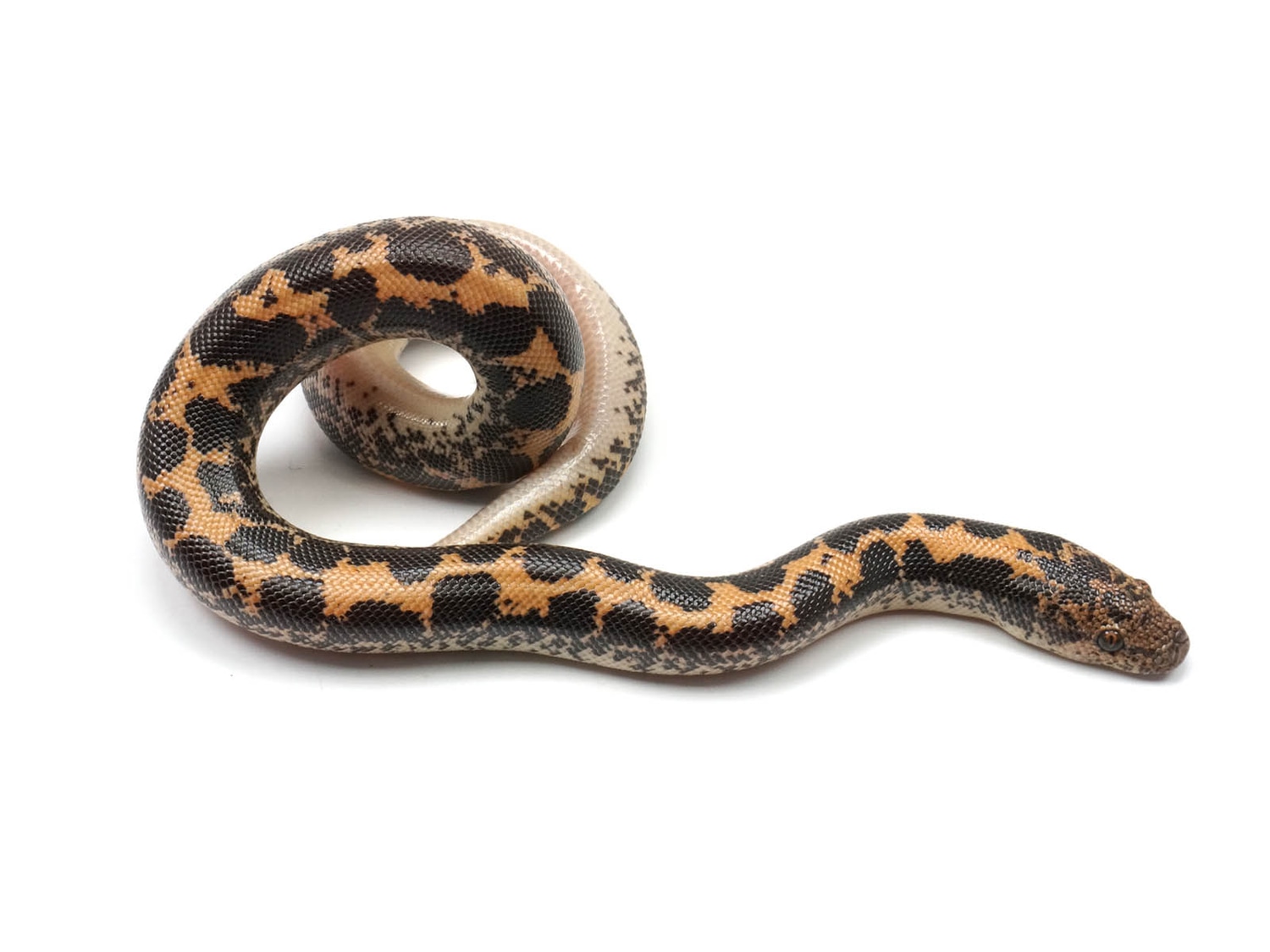 Spotted/Normal Kenyan Sand Boa by New England Reptile Distributors ...