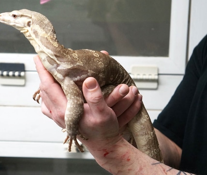 T-Negative Albino Asian Water Monitor by New England Reptile ...