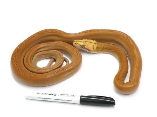 Golden Child Mochino Granite Back Reticulated Python by New England ...