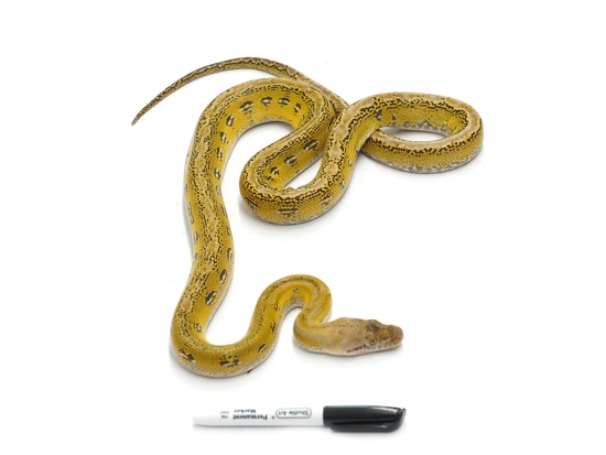 Platinum Tiger Marble Reticulated Python by NERD