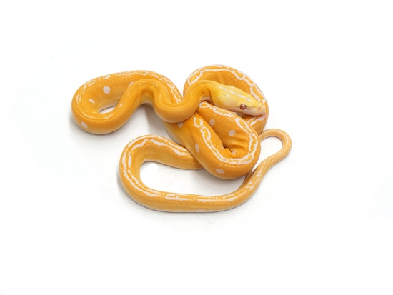 Golden Child While Albino Granite Back Reticulated Python by NERD