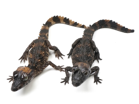 Schneider's Dwarf Smooth Front Caiman Smooth-Fronted Caiman by NERD