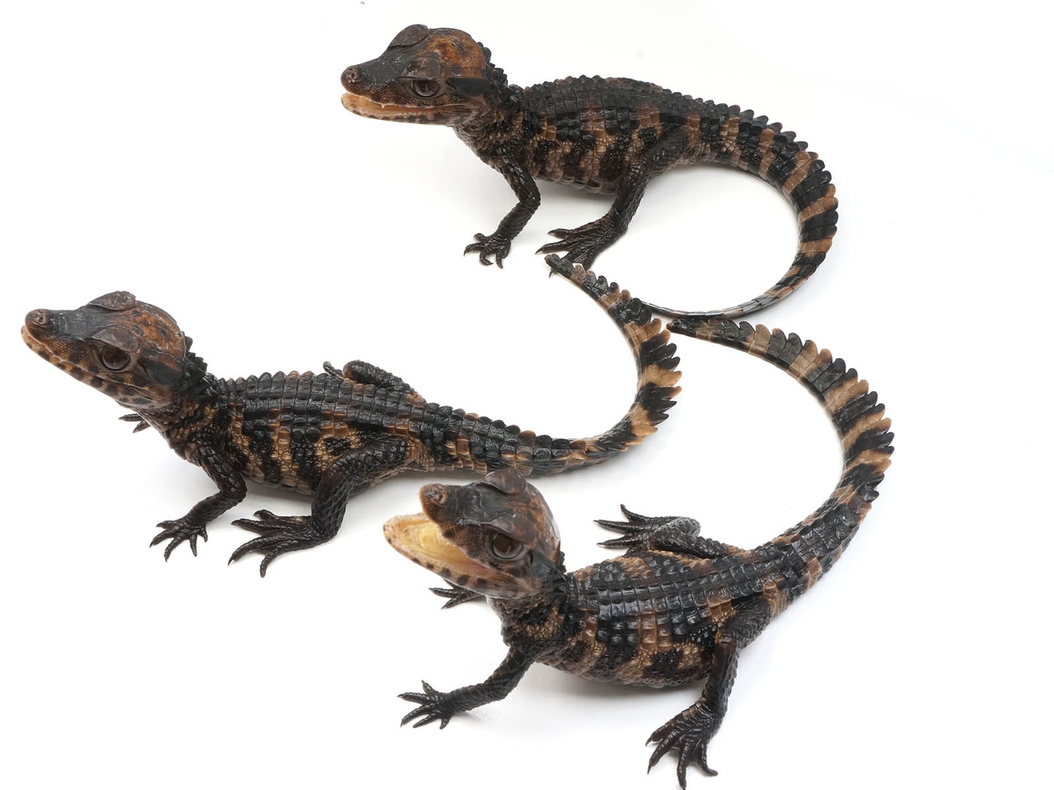 NERD Line CBB Cuvier's Dwarf Caiman by New England Reptile Distributors ...
