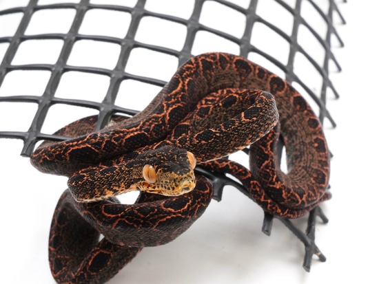 Halloween Amazon Tree Boa by NERD