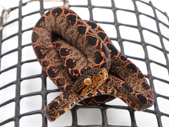 Halloween Amazon Tree Boa by NERD