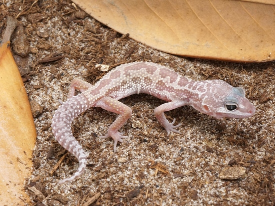 Leucistic Leopard Gecko by New England Reptile Distributors