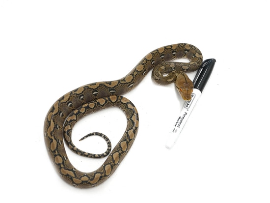 Het Orange Ghost Stripe Het Albino Reticulated Python by NERD