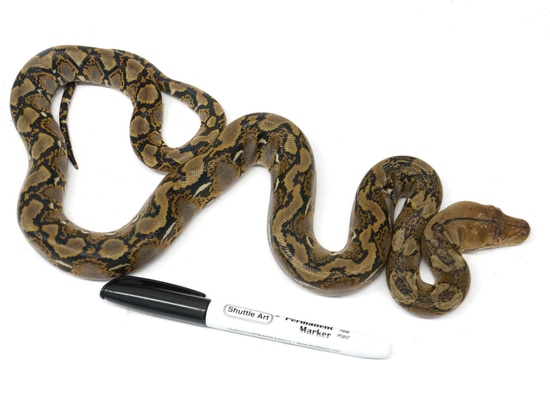 Het Orange Ghost Stripe Het Albino Reticulated Python by New England ...