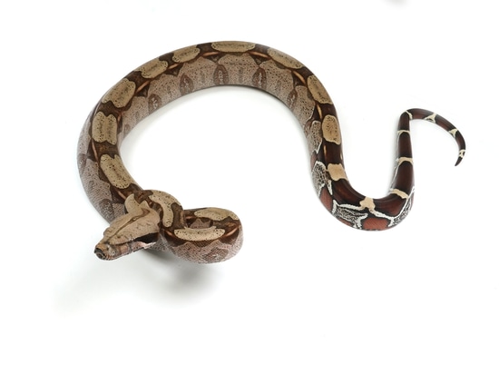 Guyana - Superficial Nose Scar True Red-Tailed Boa Constrictor by New ...