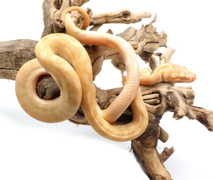 Albino Darwin Carpet Python by New England Reptile Distributors ...
