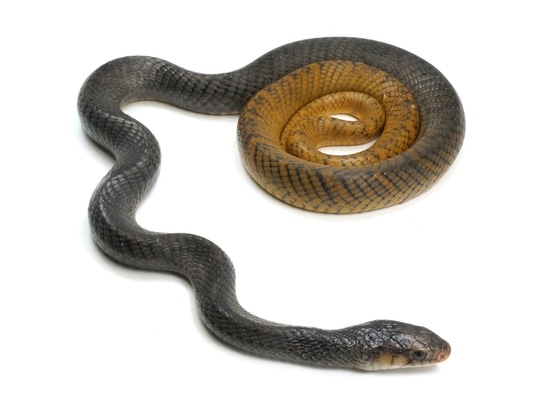 Yellow Tail Cribo Cribo & Indigo Snakes by New England Reptile Distributors