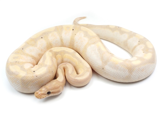 Coral Glow Calico Pastel Possible Yellowbelly + From Enchi Ball Python ...