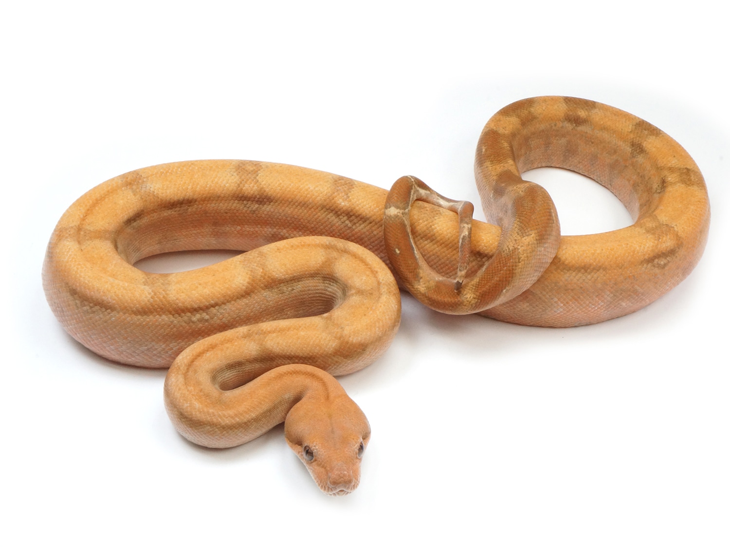 Hypo Burke T+ Fire Boa Constrictor by New England Reptile Distributors ...
