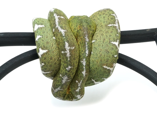 CBB Amazon Basin Emerald Tree Boa Amazon Basin Tree Boa by NERD