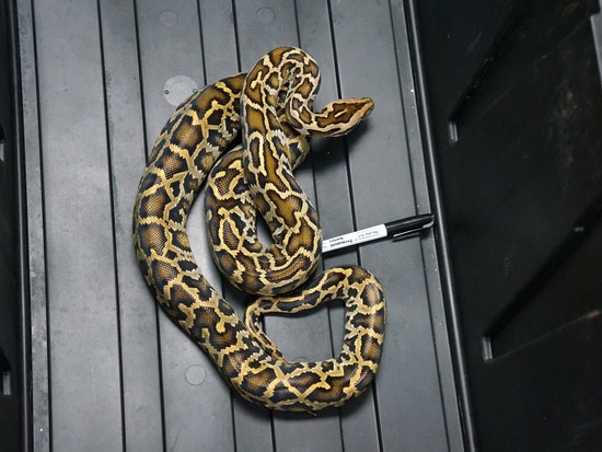 Normal Burmese Python by New England Reptile Distributors