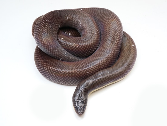 Mexican Burrowing Python (Loxocemus Bicolor) More Python by NERD