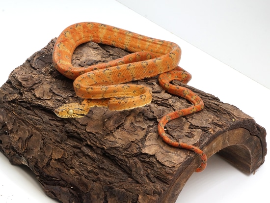 Candy Cane Amazon Tree Boa by New England Reptile Distributors