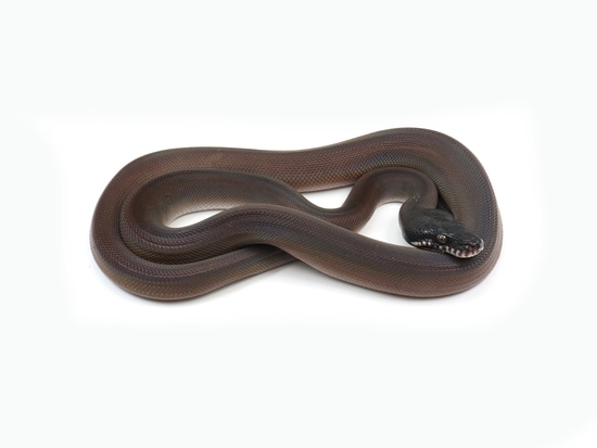 Southern White Lipped Python - D'Alberts White-Lipped Python by NERD