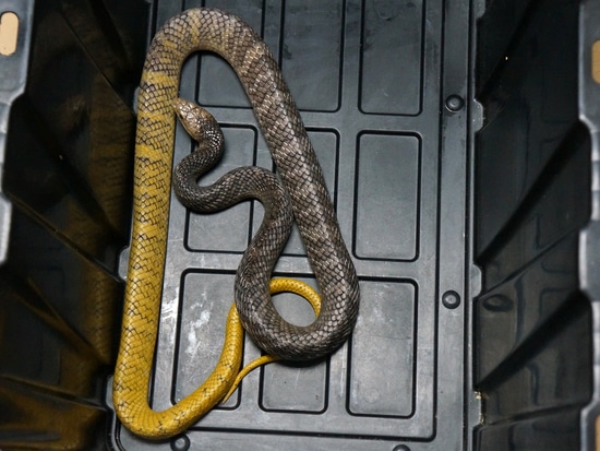 Well Established Yellow Tail Cribo Cribo & Indigo Snakes by NERD