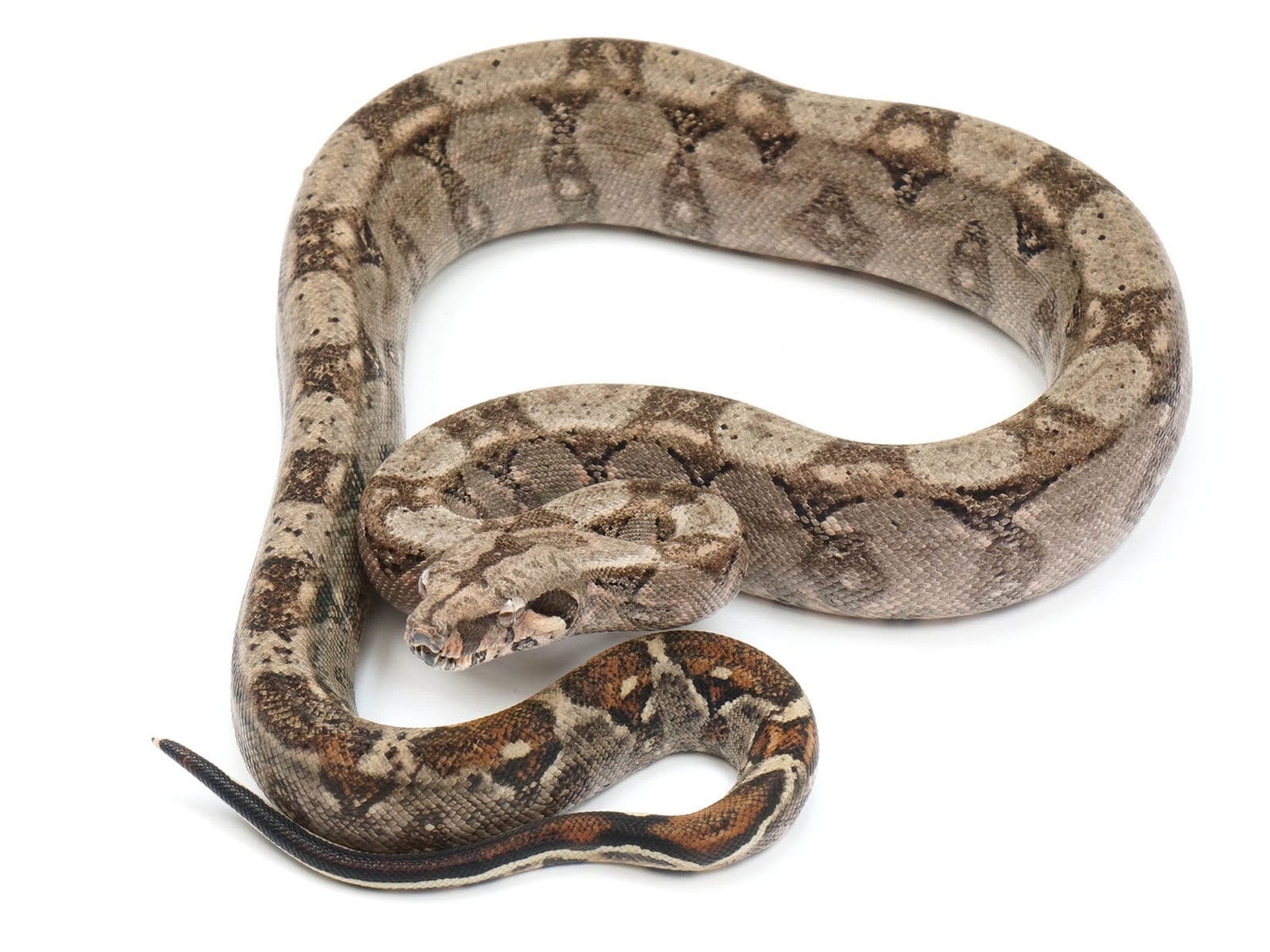 Hypo 66% Possible Leopard Sonoran Boa Constrictor by New England ...