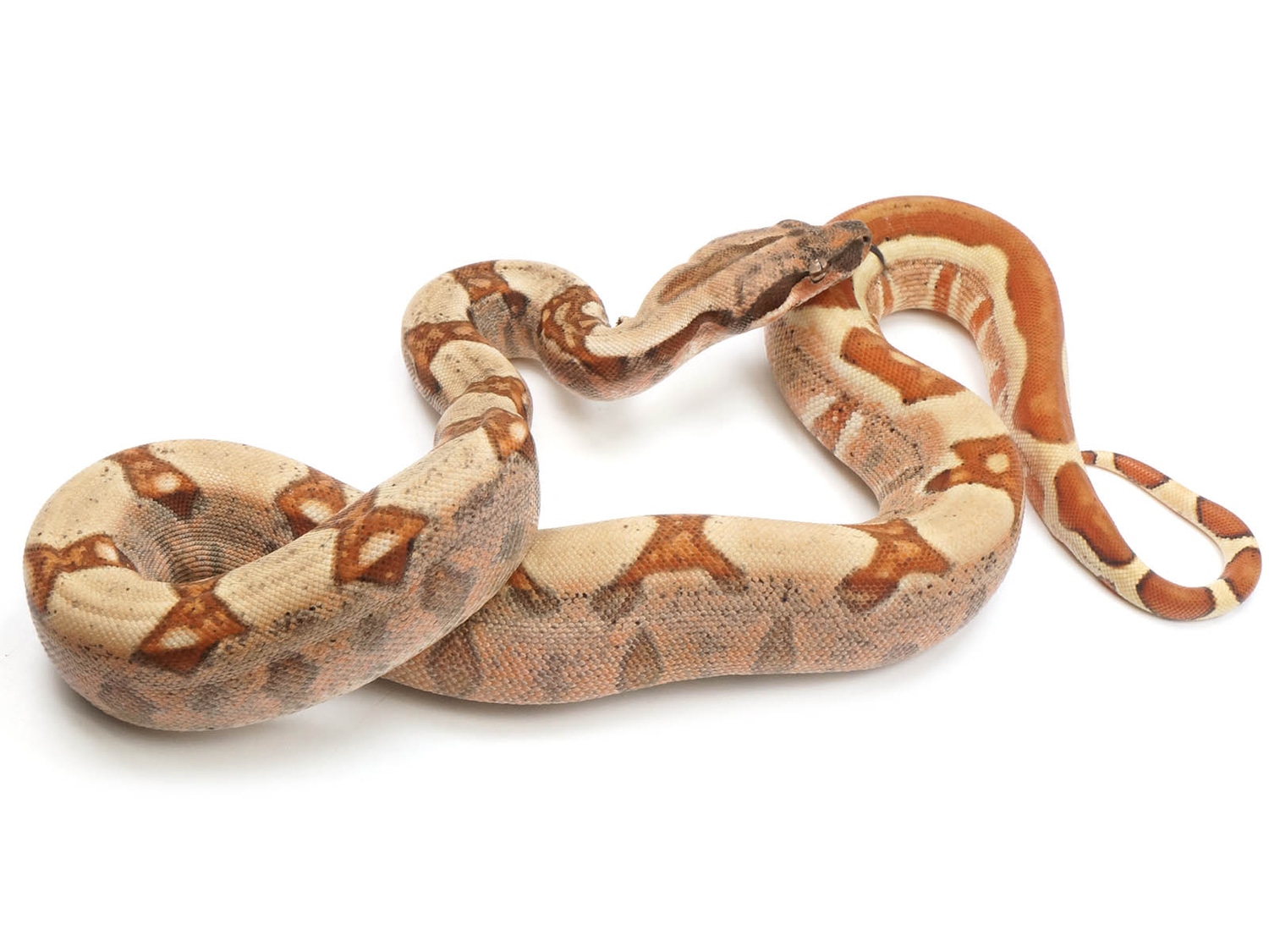 Hypo Jungle Het Khal Albino Boa Constrictor by New England Reptile ...