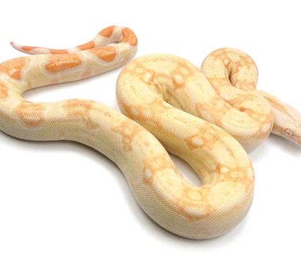 Lipstick Line Albino Sunglow - Exceptional Boa Constrictor by New ...
