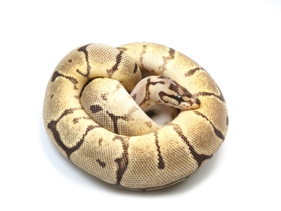 Vanilla Spider Yellowbelly Fader Ball Python by NERD