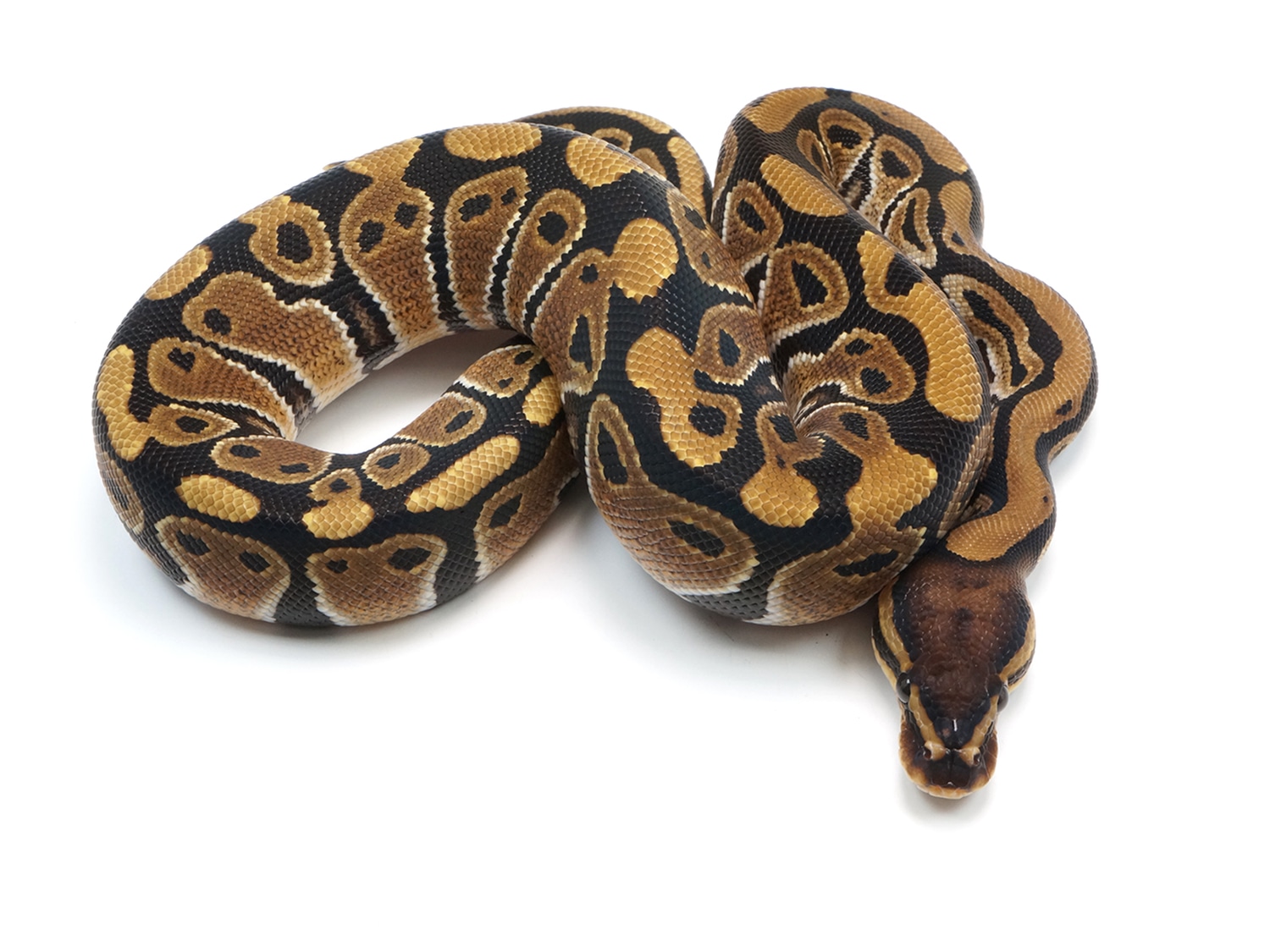 Possible Yellowbelly/Asphalt Ball Python by New England Reptile ...