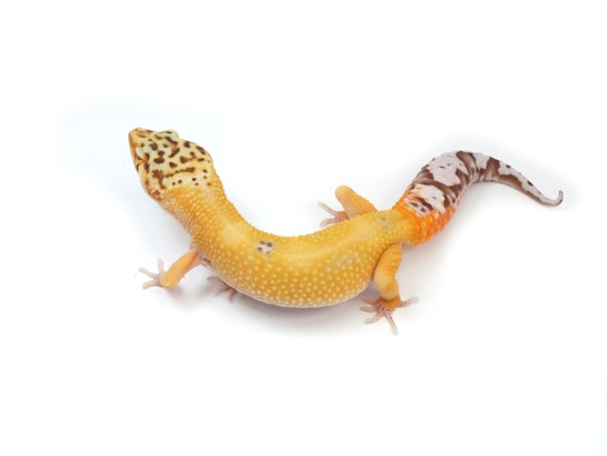 Bell Albino Sunglow Leopard Gecko by New England Reptile Distributors