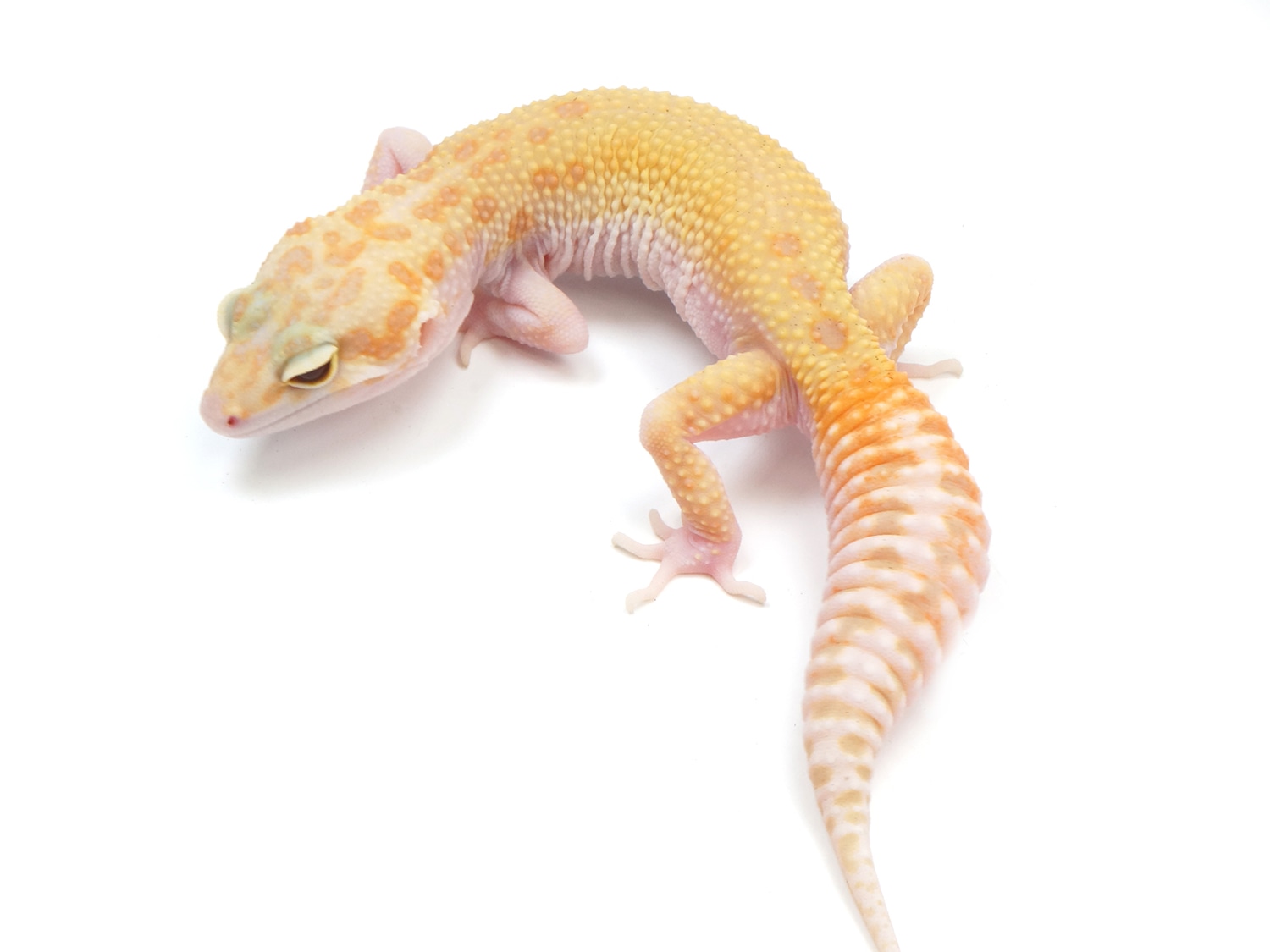 Raptor Leopard Gecko by New England Reptile Distributors - MorphMarket