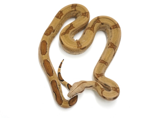 Hypo Jungle Jaguar Boa Constrictor by NERD