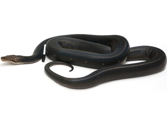Black" Golden Child Granite Back Reticulated Python by NERD