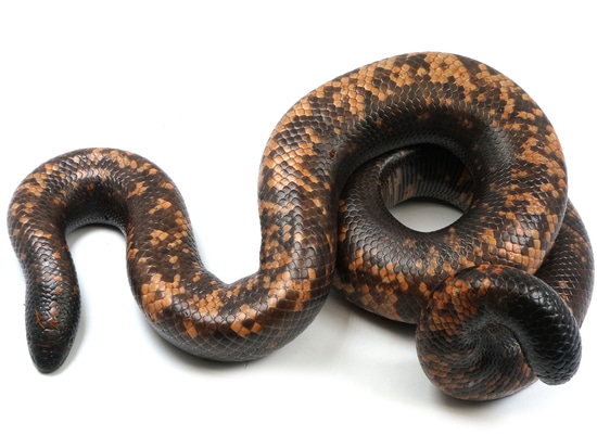 Calabar Burrowing Python Dumeril's Boa by New England Reptile Distributors